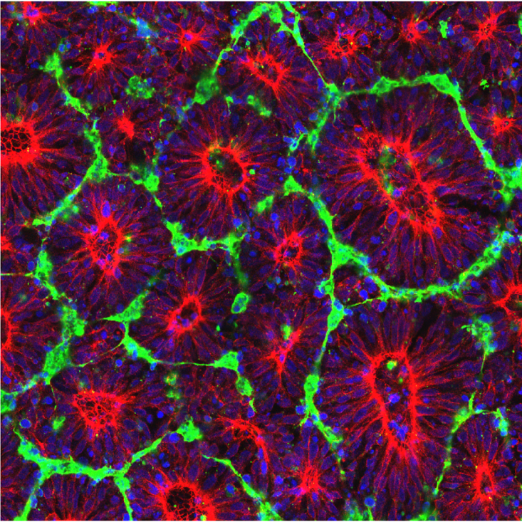 Neural Rosettes The Ashton Group Uw Madison